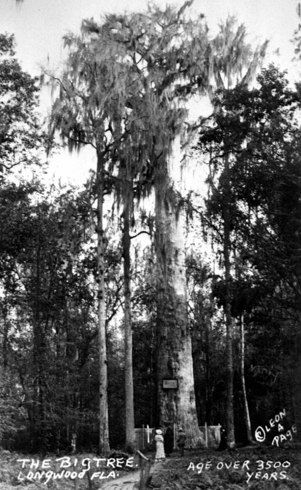 Explore Southern History: Death of "The Senator" - Florida's Largest ...