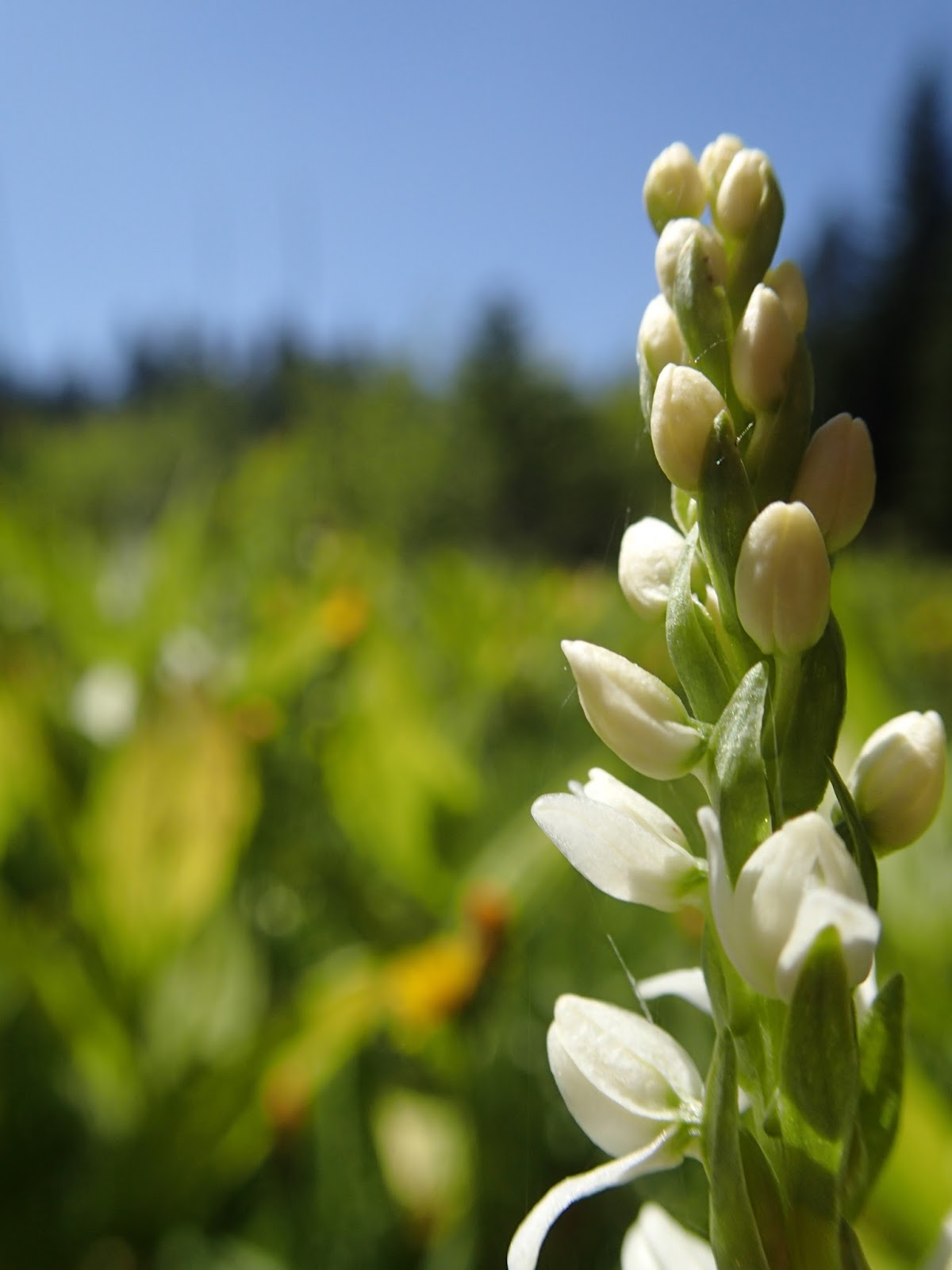 Casing Oregon: Wildflower Hikes: Gordon Meadows