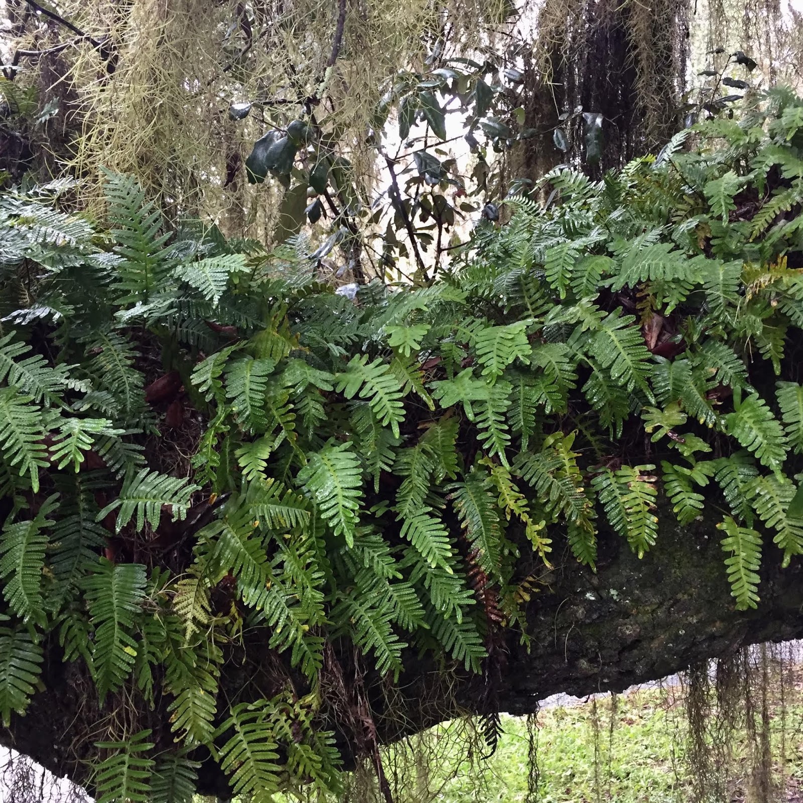 clay and limestone: Wildflower Wednesday: Resurrection Fern