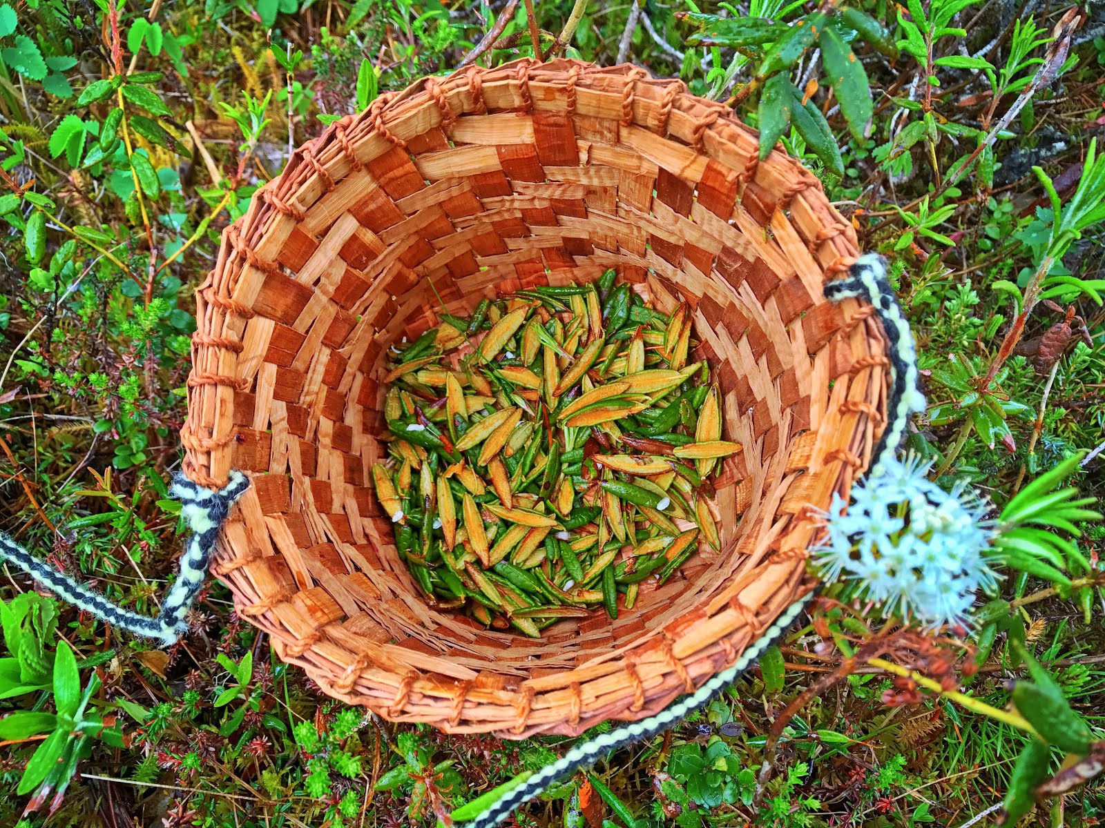 Gathering Hudson Bay Tea