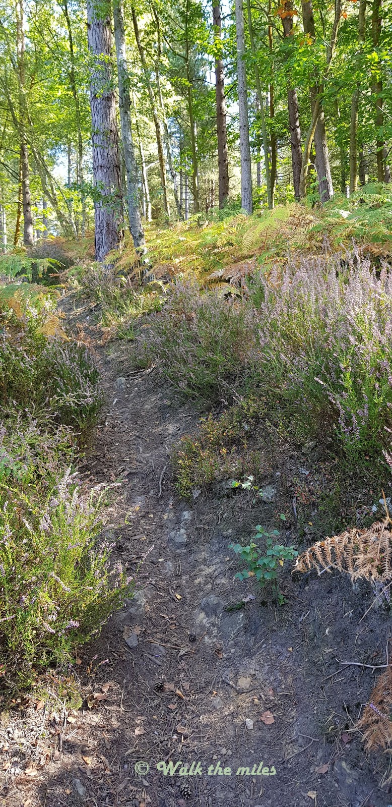 Walk the miles: Winterfold Forest