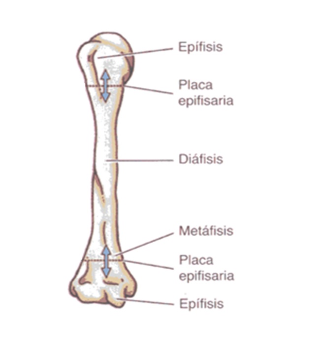 Partes de los huesos [Anatomía y Fisiología] ~ Optifutura