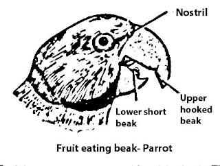 B. Sc. - II Animal Diversity- IV (Old) : TYPES OF BEAKS IN BIRDS ...