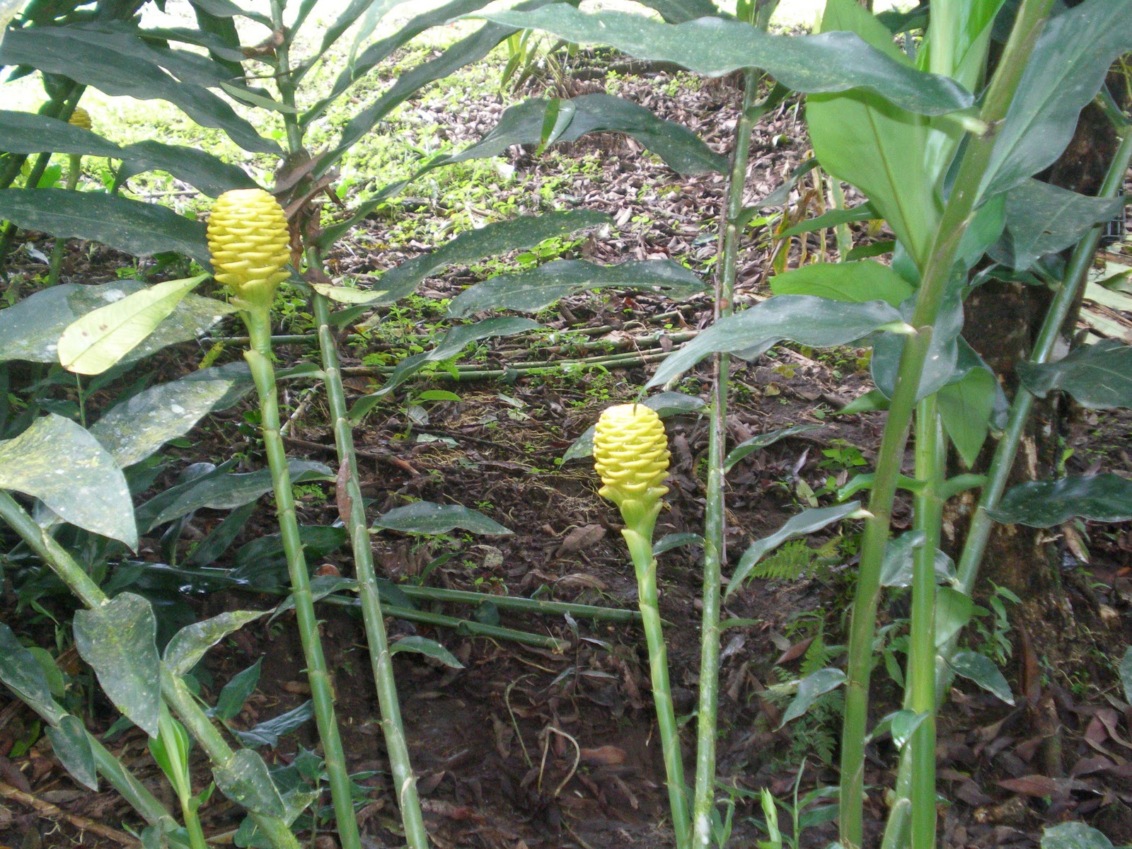 JARDINES DEL GUADALUPE: Flora