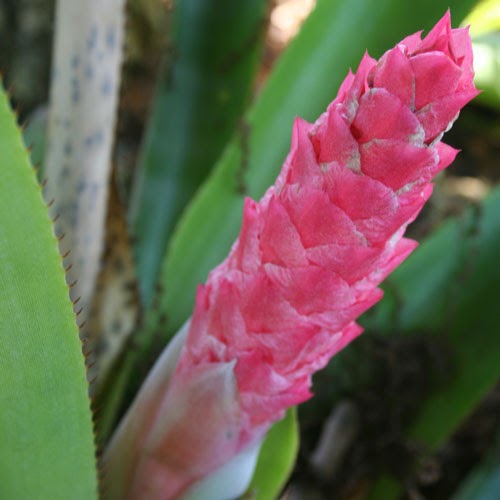 The Rainforest Garden: Aechmea Distichantha or Quesnelia?