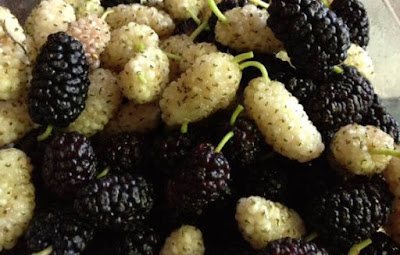 Recepti i savjeti: Bijeli i crni dud – ljekovitost