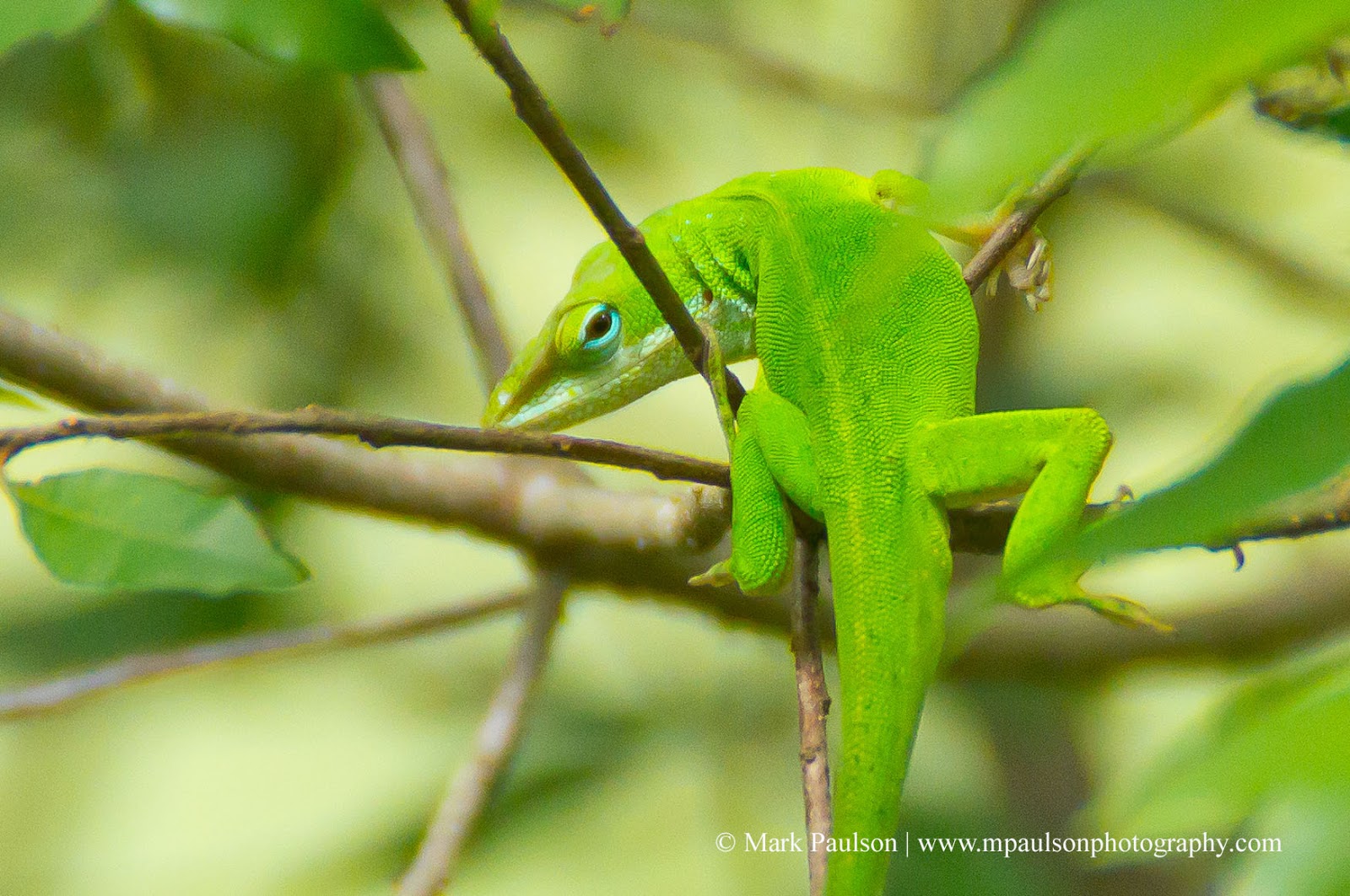 MAP Artistic Photography: Photo of the Day: Gecko, South Carolina