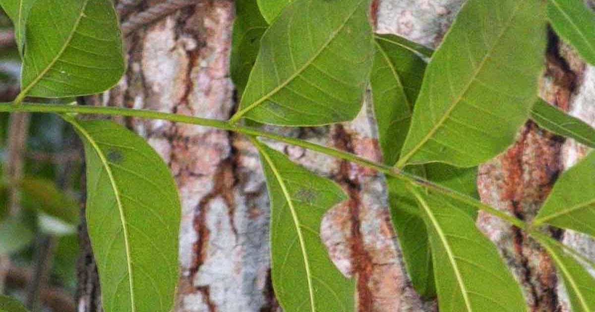 Medicinal Plants: Swietenia macrophylla, Amerikanaitomahonki, Acajou ...
