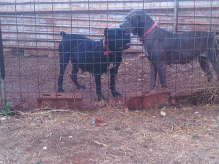 BANDOGFARM REGENCY MASTIFF FROM GREECE