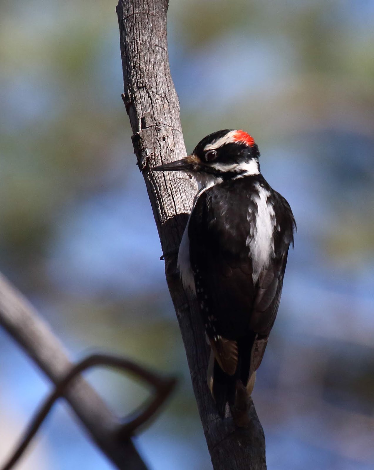 Hairy Woodpecker at Stonewall Mine - Greg in San Diego