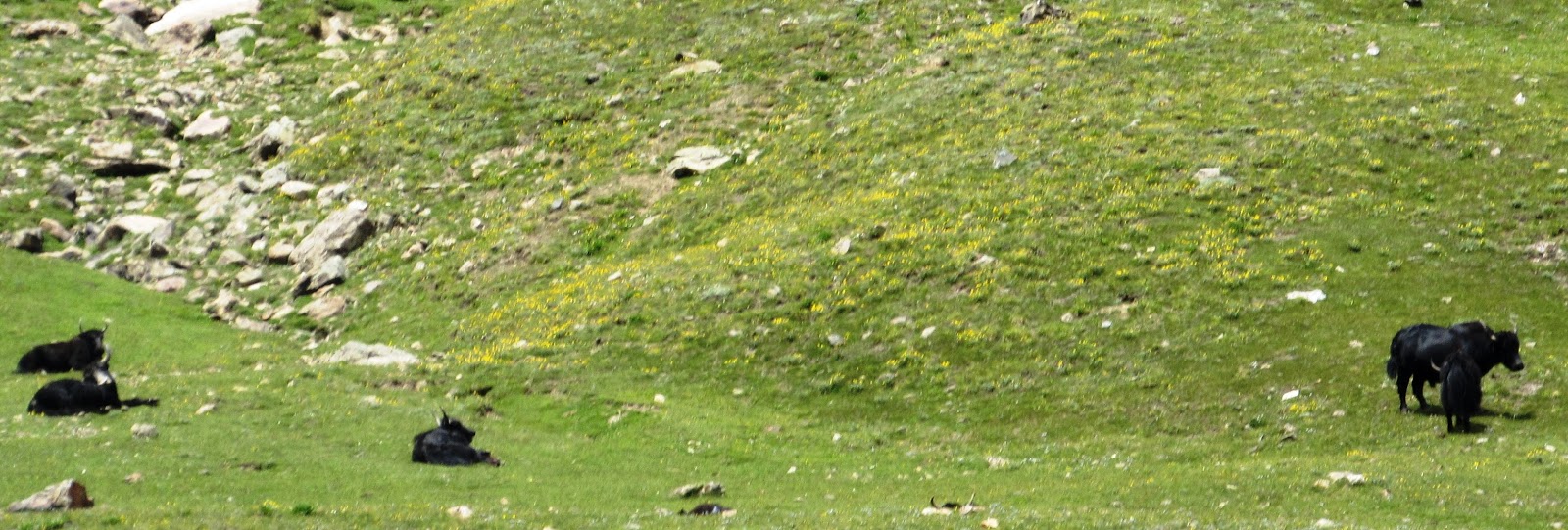 Yak: The Cryophilic Species Of Baltistan: YAK LIKE TO LIVE NATURAL ...