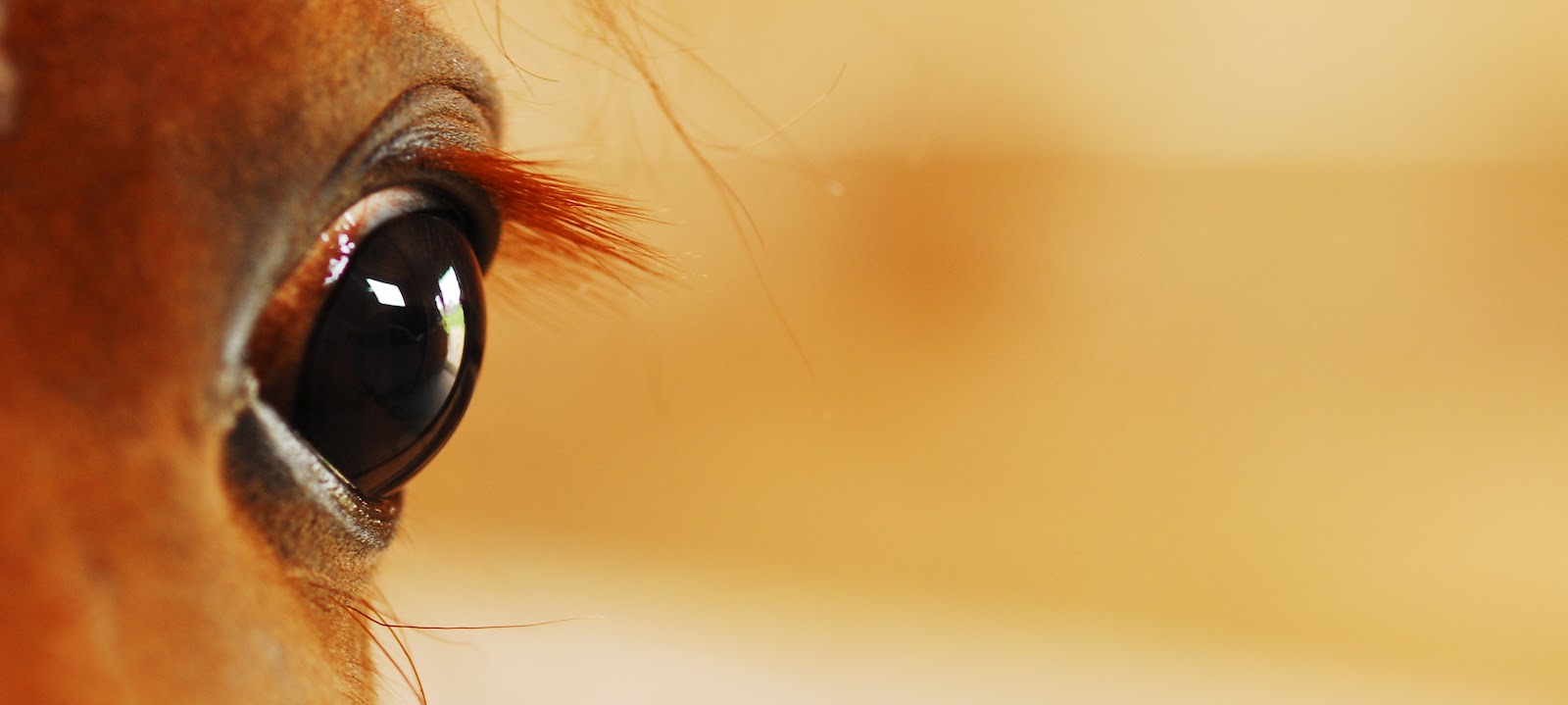 "See the microcosm in macro vision...": Oko konia