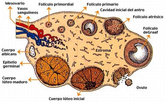marzo 2017 ~ Embriologia Humana