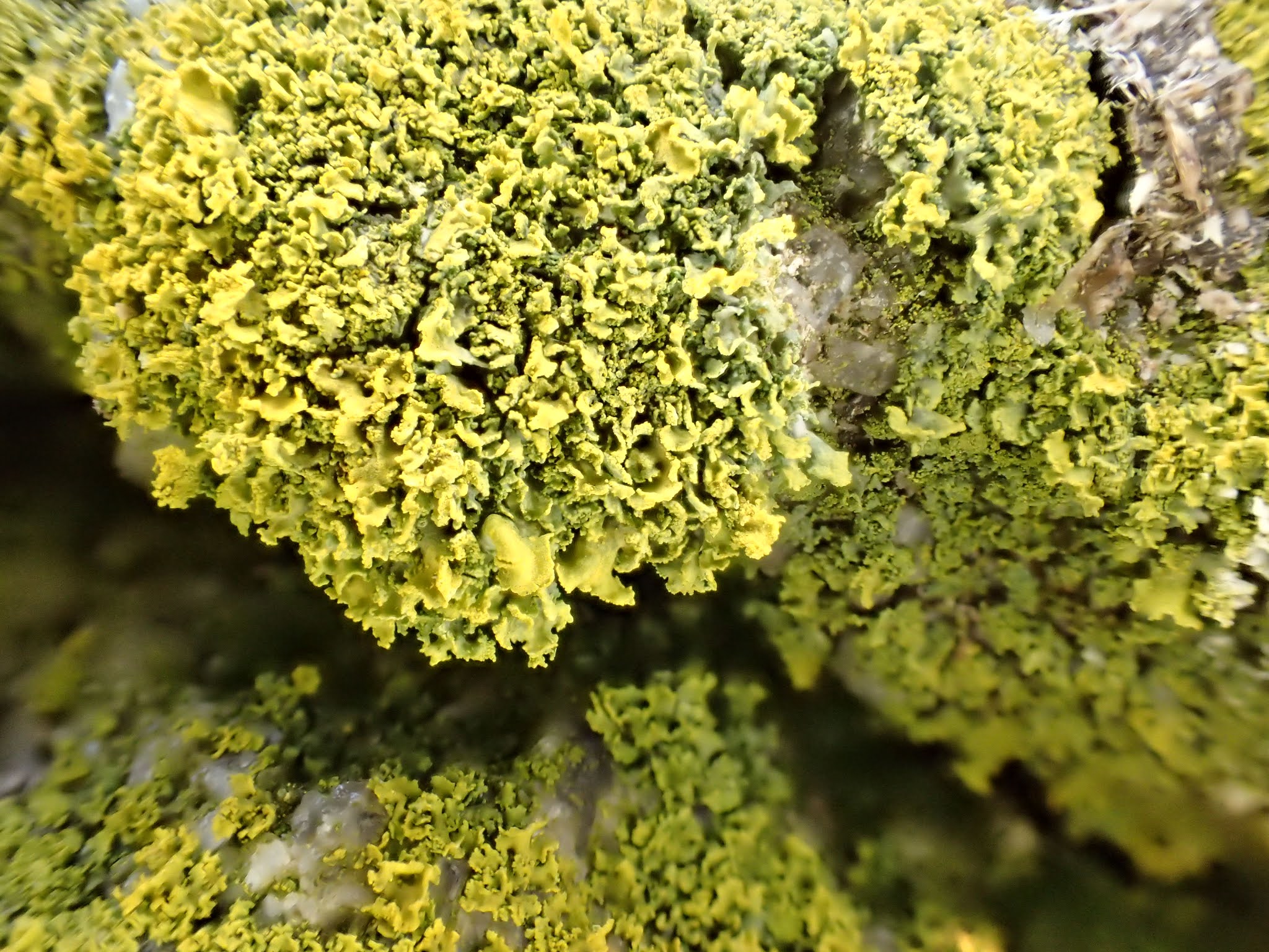 The Rainforest Fund Project: SD86 - 42 - SD8462a Xanthoria ucrainica: