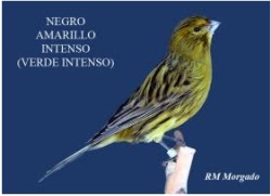 CANARICULTURA DE COLOR CAPITULO 4 - fotos de canarios de color