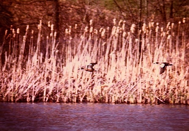 Field Biology in Southeastern Ohio: Waterfowl Migration
