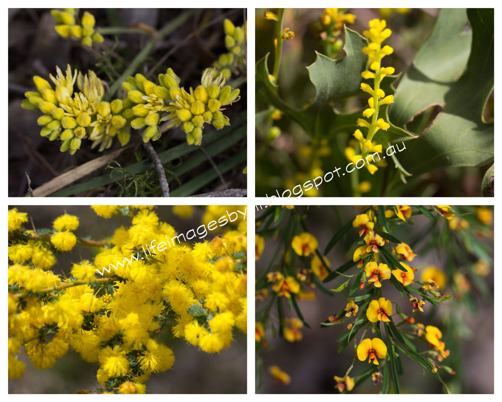 Life Images by Jill: Nannup wildflower walks - & The Lost Flowers of ...