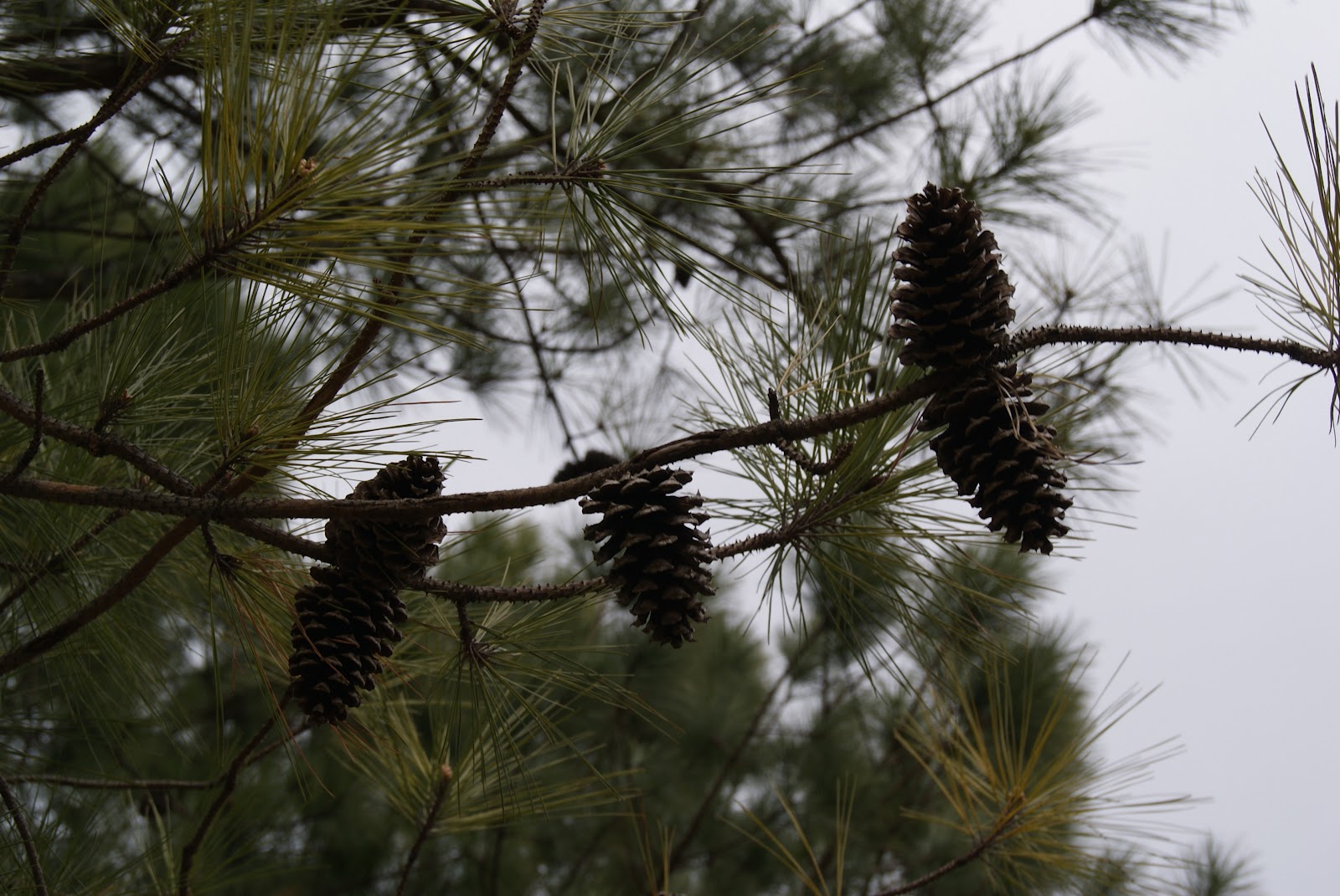 subjectiveday: A few native pines