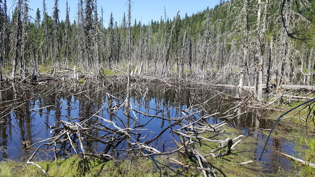 Sentier Scotora pour le mont Andante - Dan en bottines