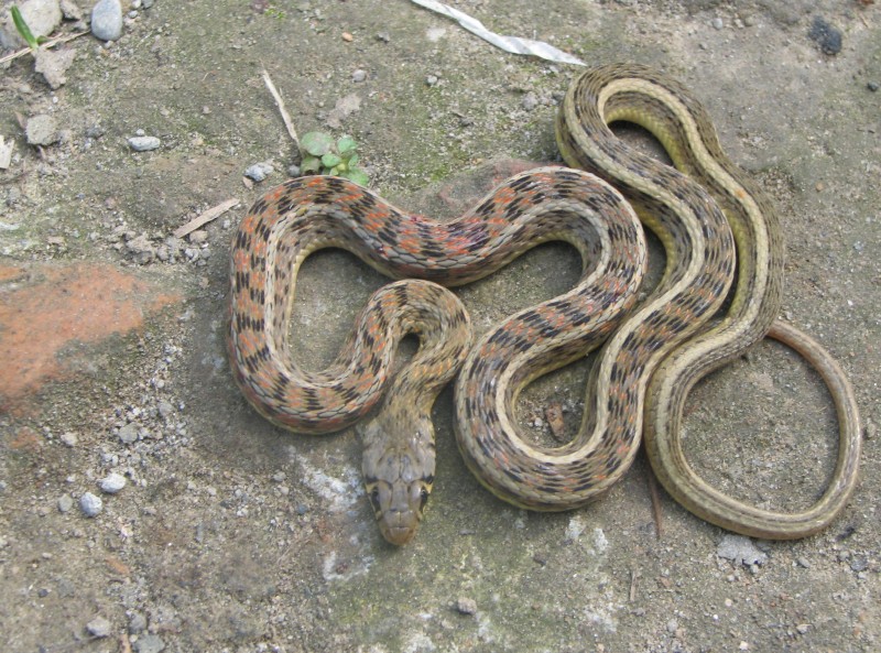 Reptile Research and Conservation Trust Of India: 30 Species Of Indian ...