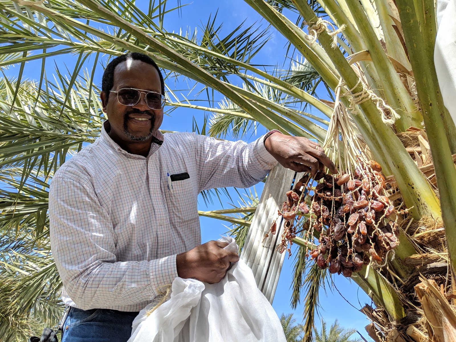 Vegan Eats and Treats!: A Trip to Sam Cobb Date Farm for Fresh Dates!