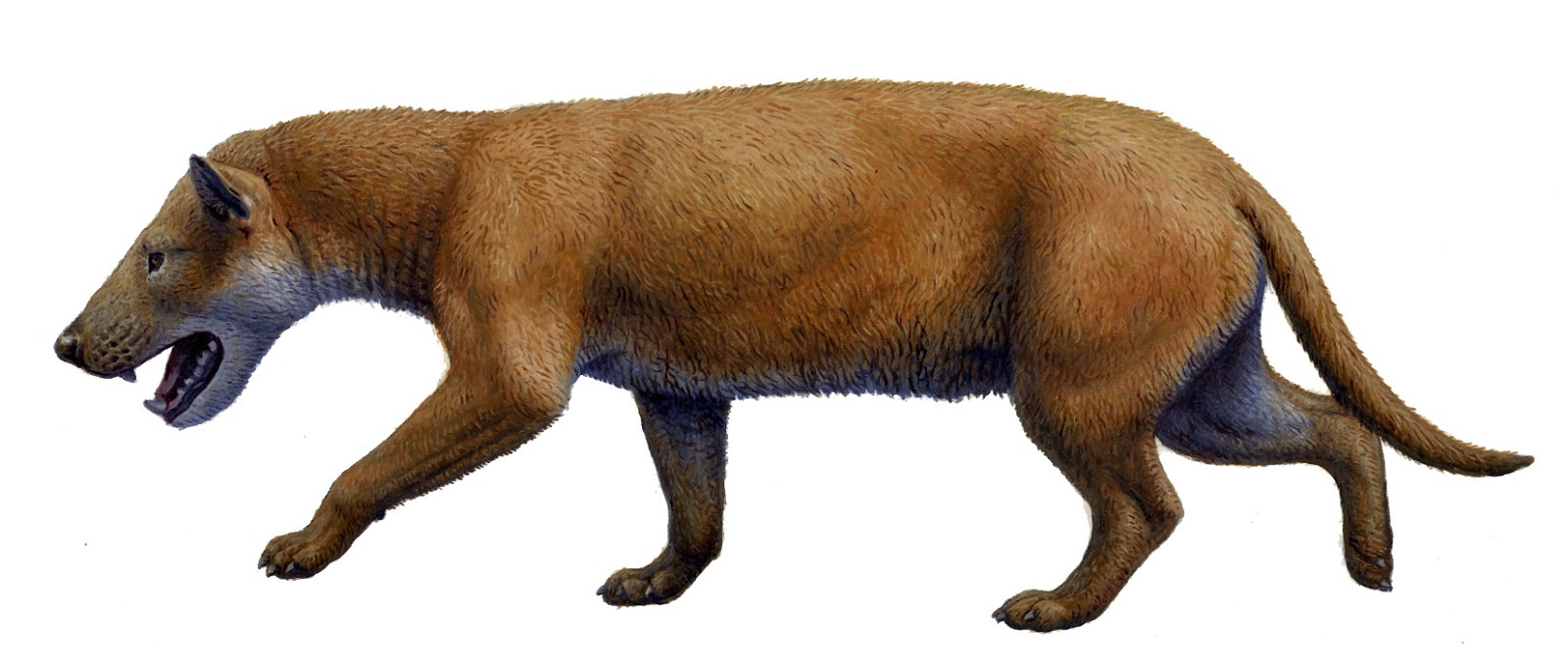 Kriptozoológia - Az állatvilág rejtélyes oldala: Afrika rejtélyes törpéi