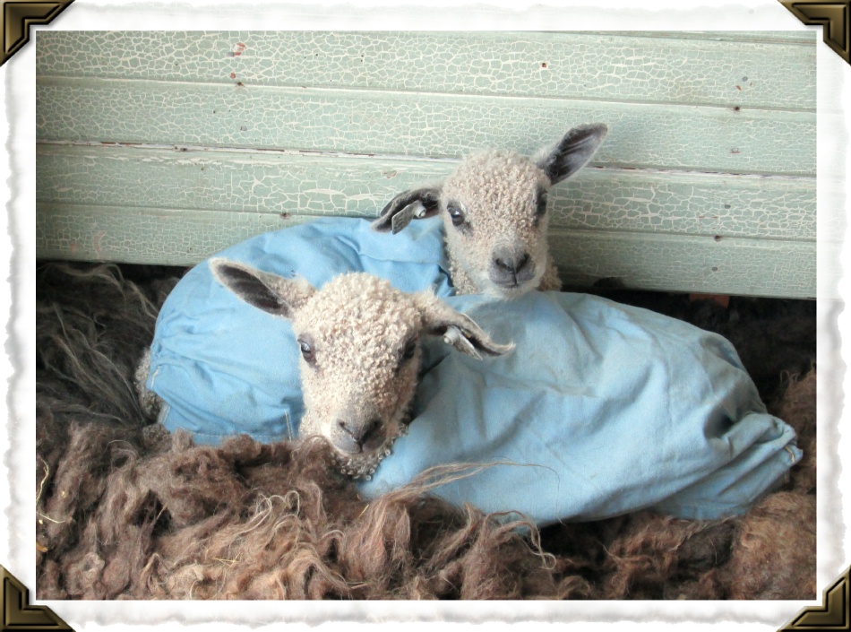 farmjournal: Puzzle, Moon Pie & Sheldon lambies!