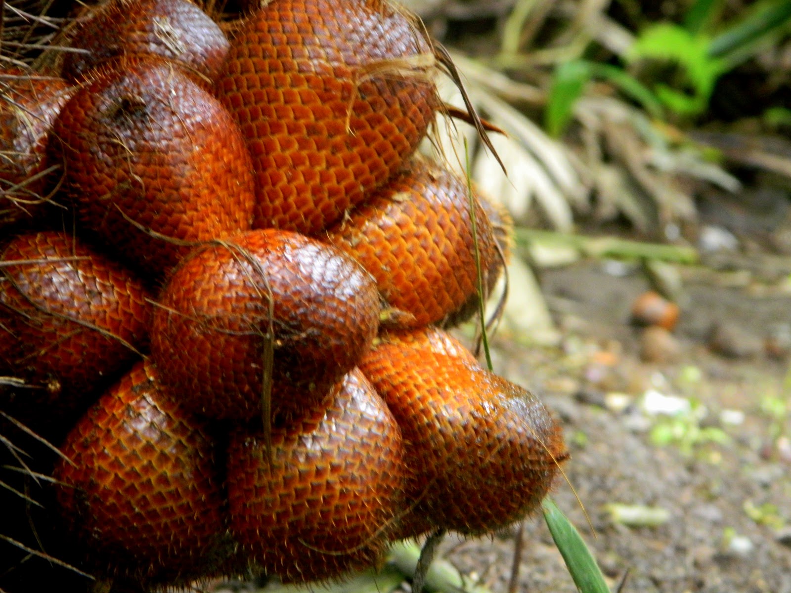 Unusual Fruit / 5 Rare And Exotic Fruits In The World You've Probably ...