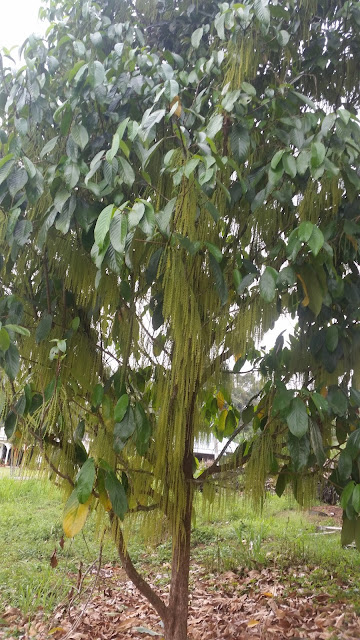 Warisan Petani: MB 41 : Pokok Rambai Jantan