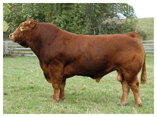 Generalidades de la Ganadería Bovina.: Limousin