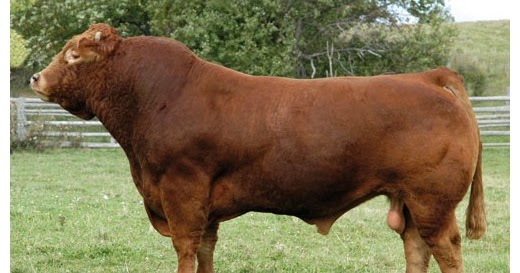 Generalidades de la Ganadería Bovina.: Limousin