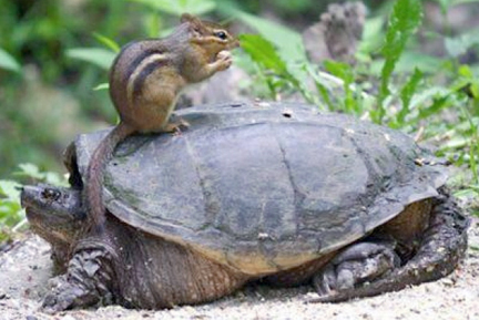 chippep: UNUSUAL PAIRS