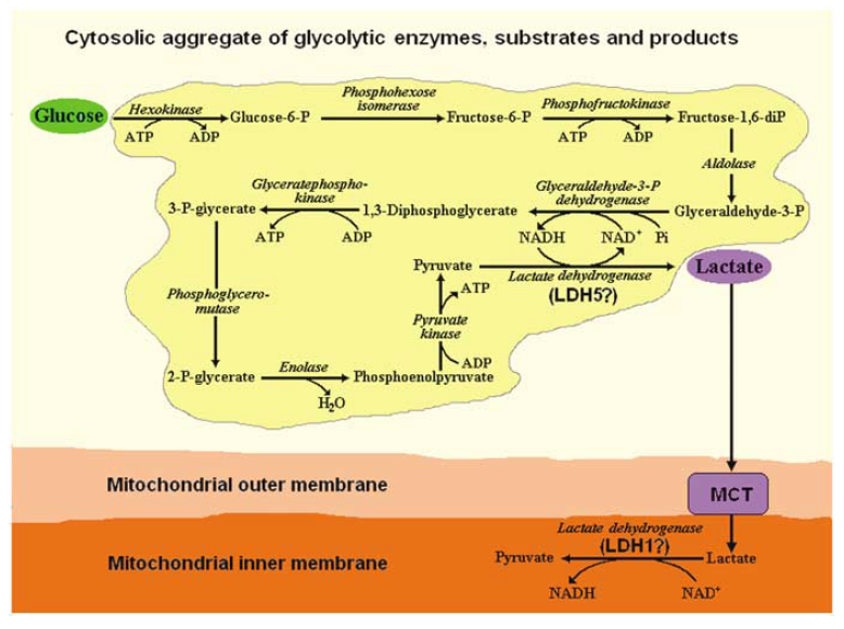 Hyperlipid: Protons (39) mtG3Pdh and lactate vs pyruvate