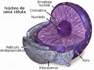 Blog de Biologia: Núcleo