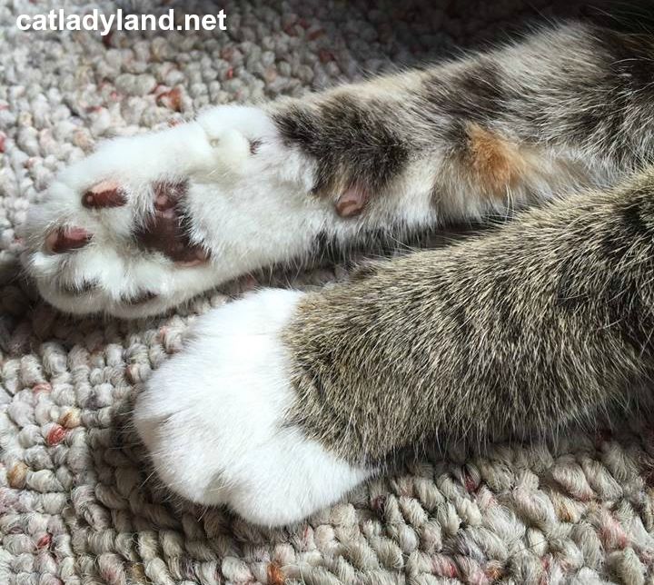 Catladyland: Cats are Funny: Cat Feet: A Progressive Study in Cute