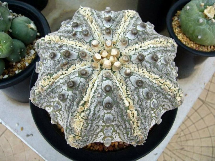 Mi Remanso De Paz : Astrophytum O Cactus Estrella