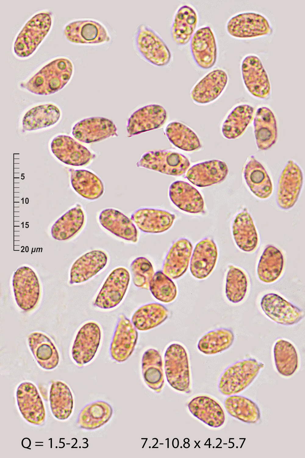 Mycena aetites (Fr.) Quél. • CEMAS Orden Agaricales, Basidiomycota