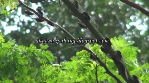 SERANGGA RIANG-RIANG RERIANG CICADAS | AKU ANAK PAHANG