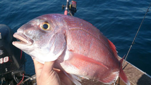 No Mar Profundo: Peixes Pargo 01