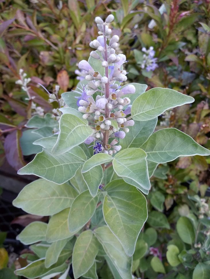 Future Plants by Randy Stewart: Vitex - the Chaste Tree family