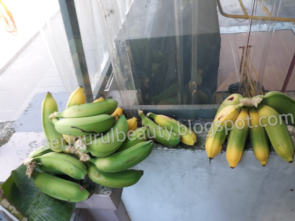 Healthy Nurul Beauty: Harvesting 2 sisir/sikat (bunch) of my pisang ...