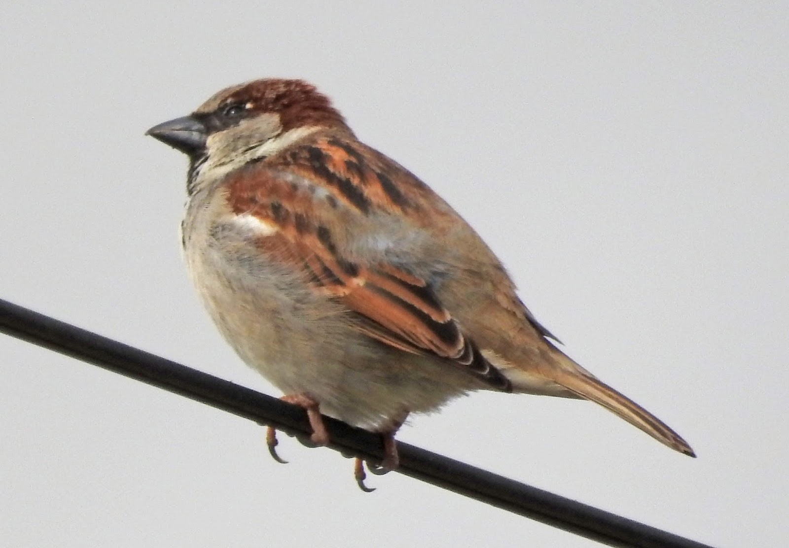 Ocells del meu país - Catalunya: El pardal comú
