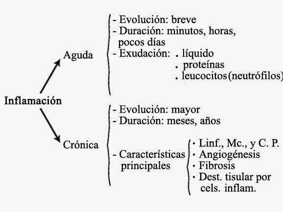 Inflamación y La Descripción de cada una de las etapas.