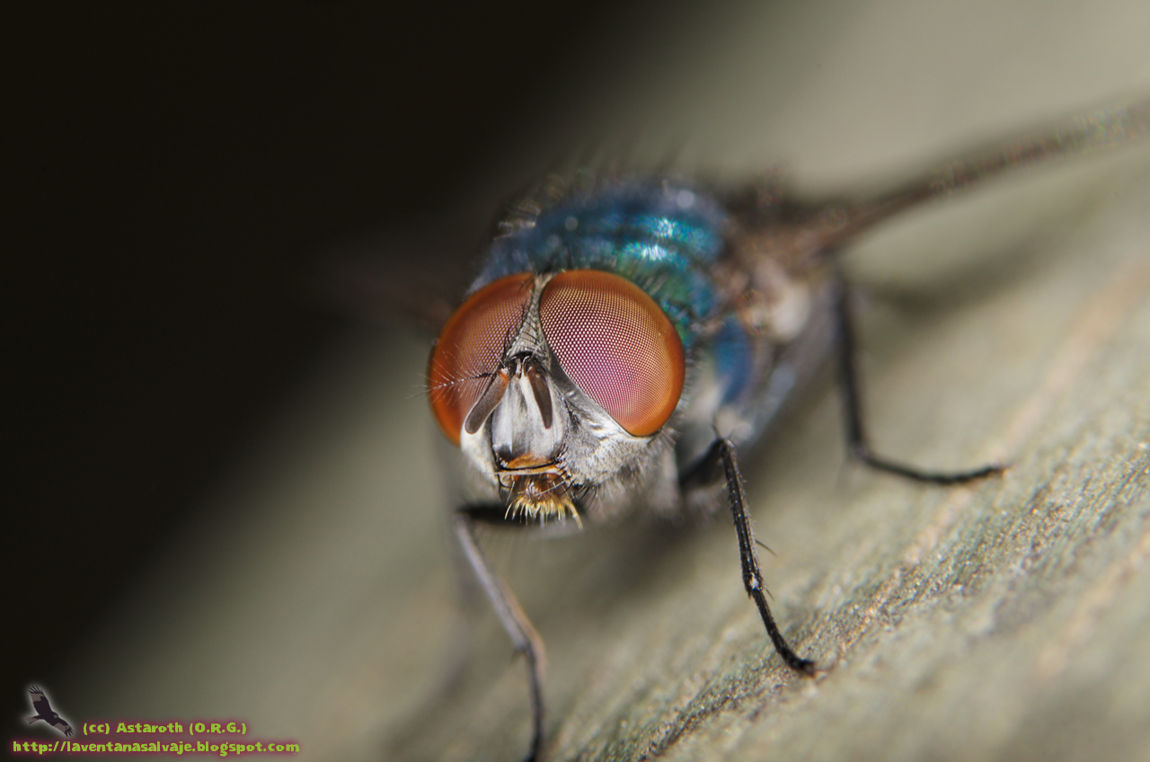 La Ventana Salvaje: Salticidae