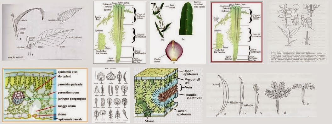 Sejarah Biologi: Modifikasi Daun Tumbuhan dan Fungsinya