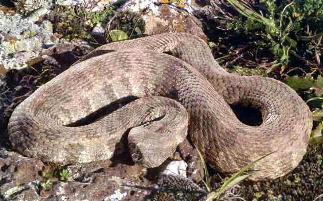 Dangers of hiking in Cyprus? : r/cyprus