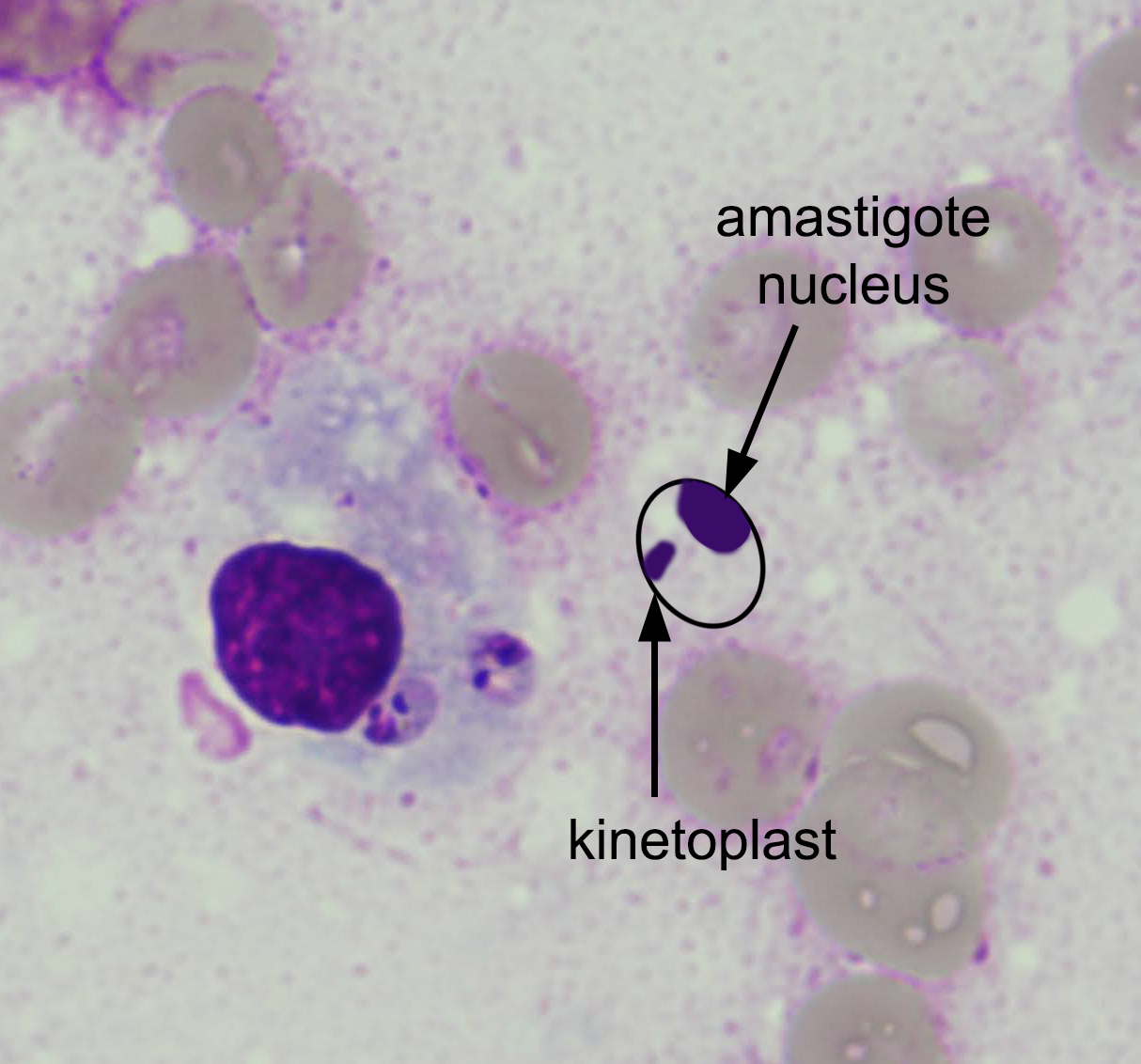 Leishmania Amastigote