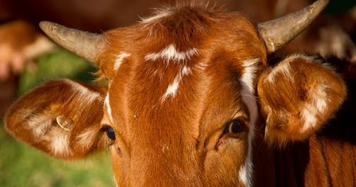 Scientific Facts in Hinduism: Why Hindu people don’t eat Beef