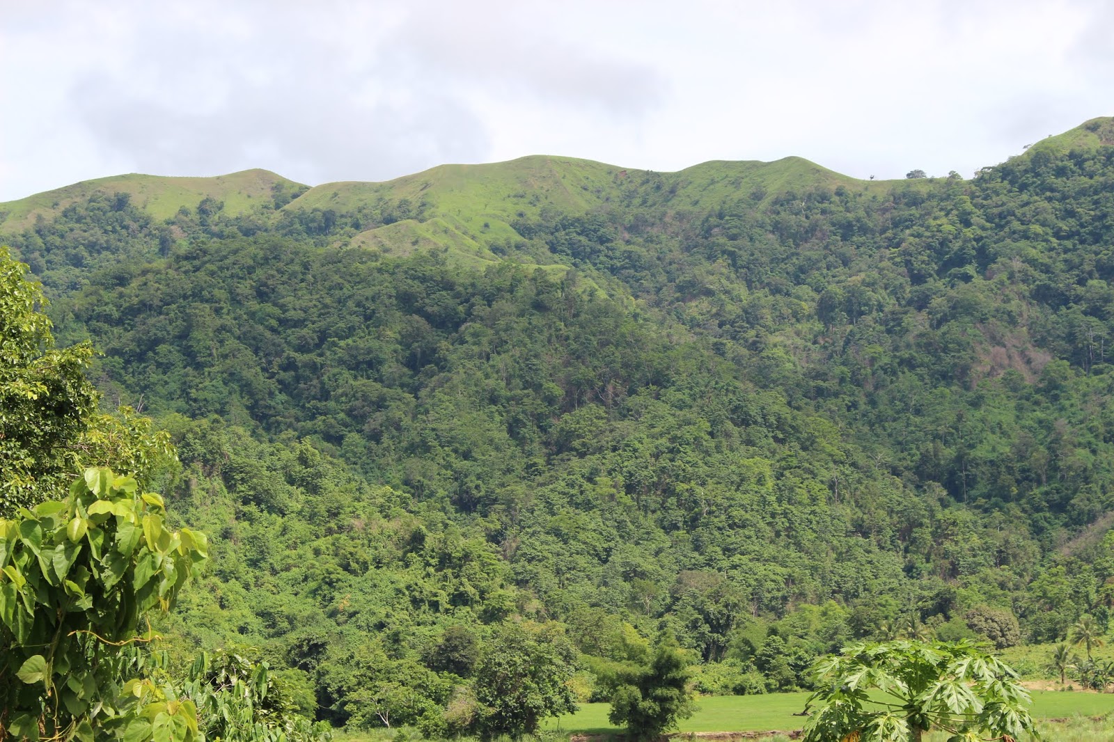 The House beyond the Talahib Grass