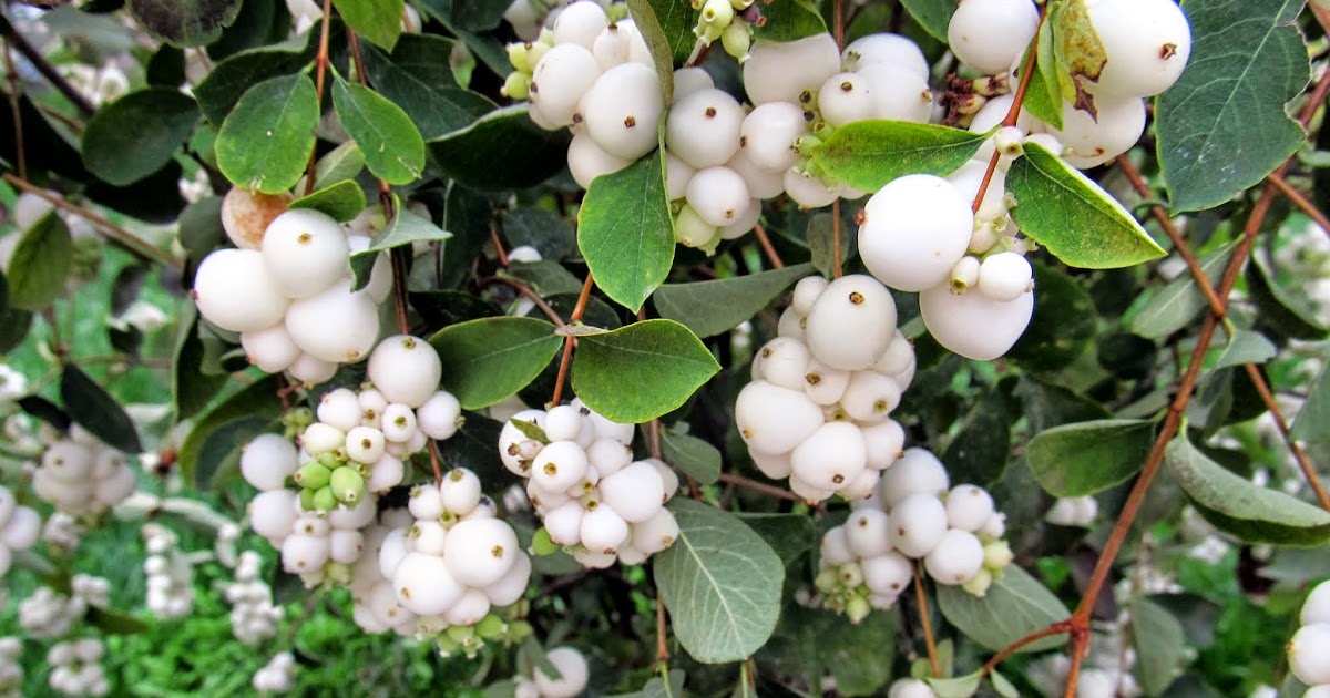 Cittaslow Botanik Park: İNCİ ÇALISI ÇİÇEĞİ ( Symphoricarpos )